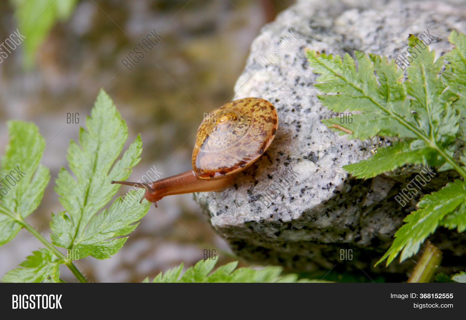 Snail Moving Slow Rock Image & Photo (Free Trial) | Bigstock