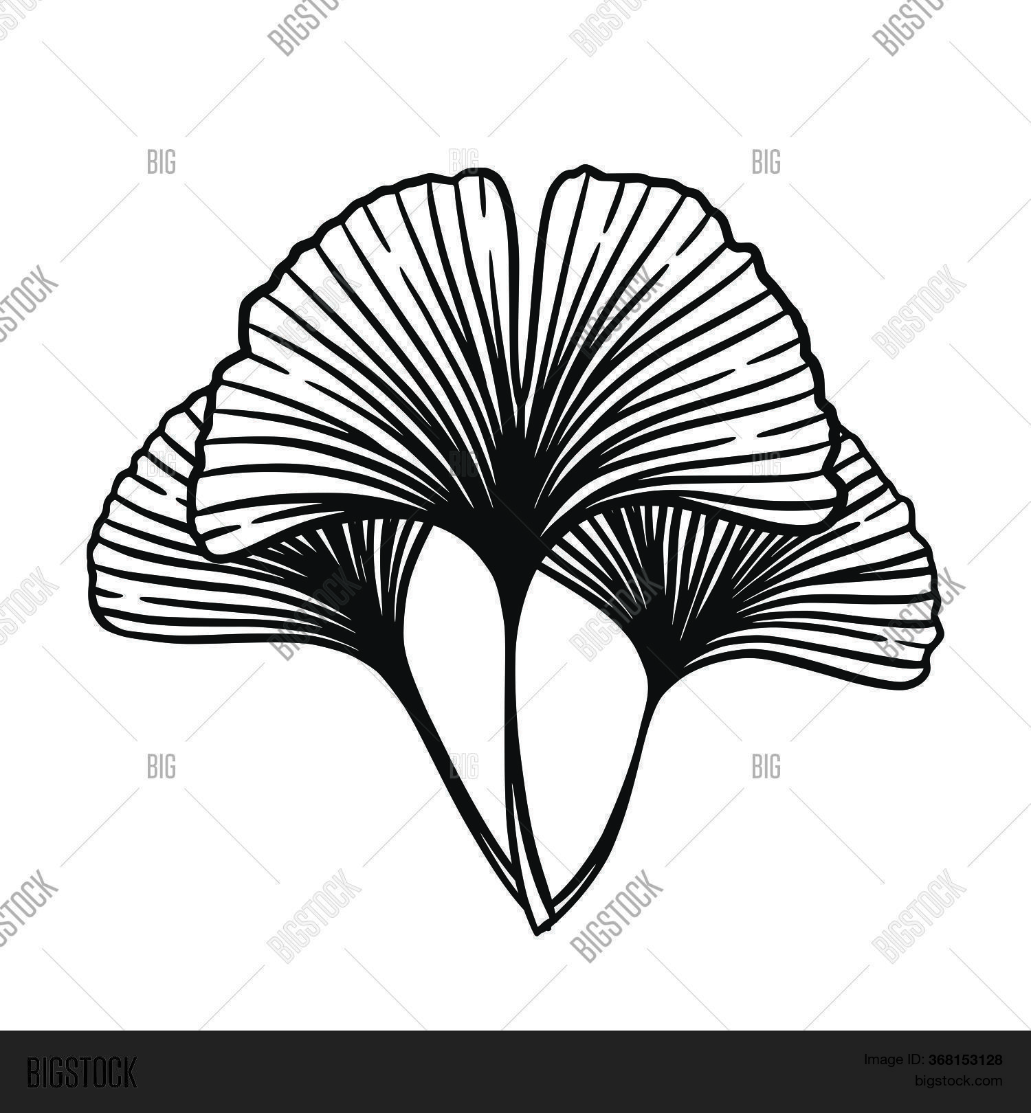 Ginkgo Gingko Biloba Vector & Photo (Free Trial) | Bigstock