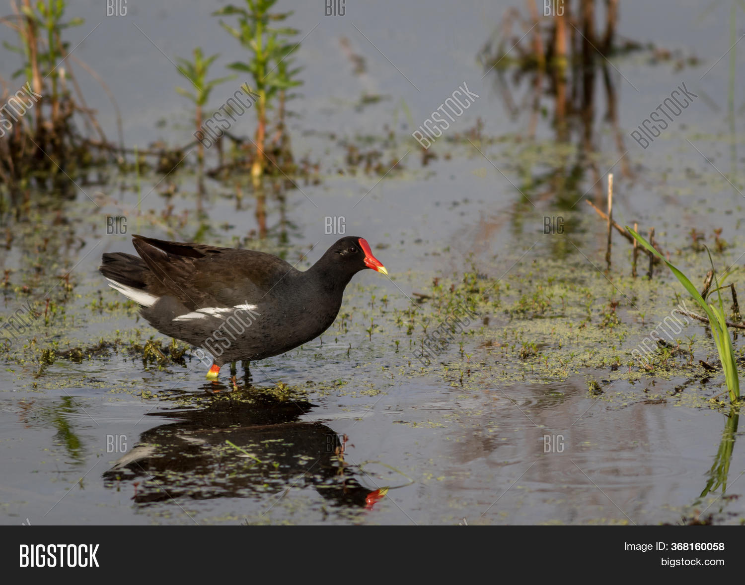 Common Gallinule, Image & Photo (Free Trial) | Bigstock