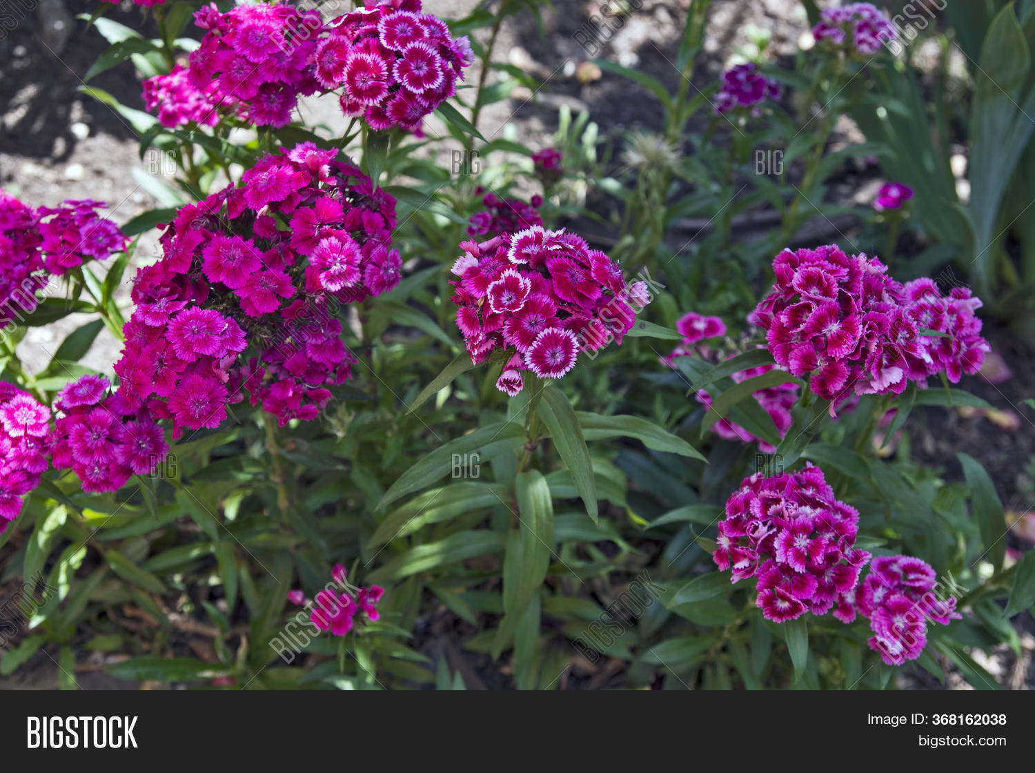 Turkish Carnation - Image & Photo (Free Trial) | Bigstock