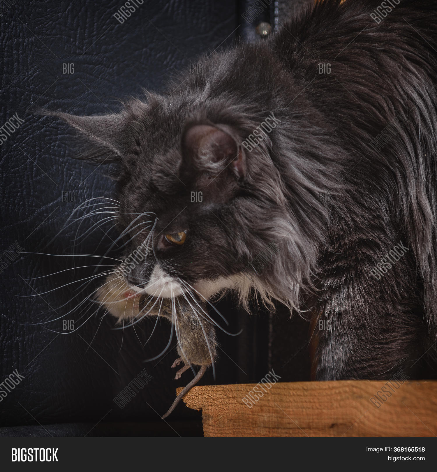 Gray Thoroughbred Cat Image & Photo (Free Trial) | Bigstock