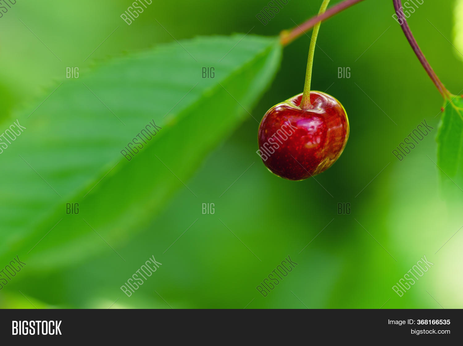 Red Cherry On Branch Image & Photo (Free Trial) | Bigstock