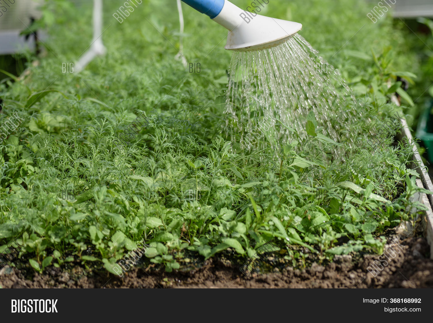 Sprinkling Growing Image & Photo (Free Trial) | Bigstock