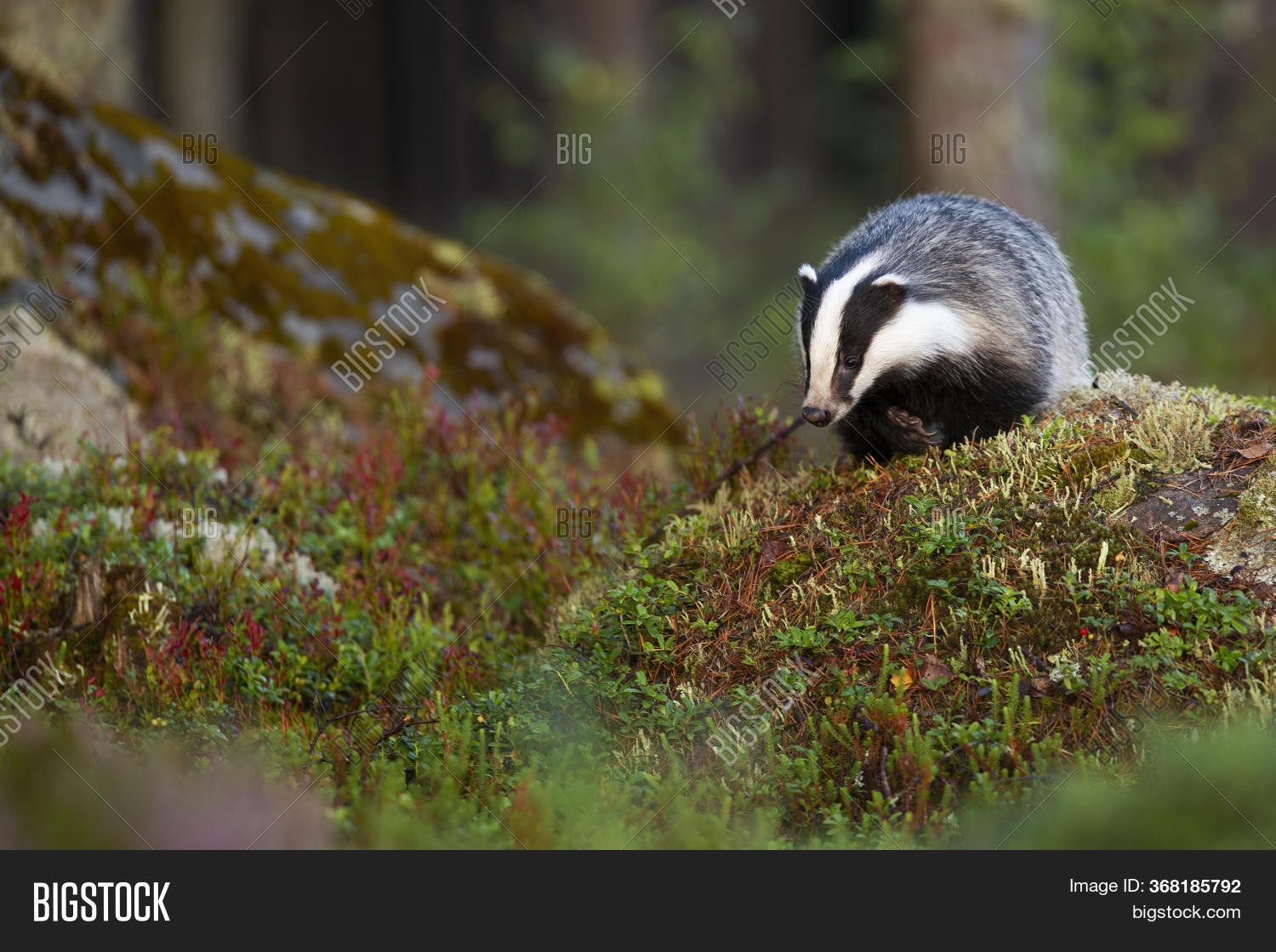 European Badger Image & Photo (Free Trial) | Bigstock