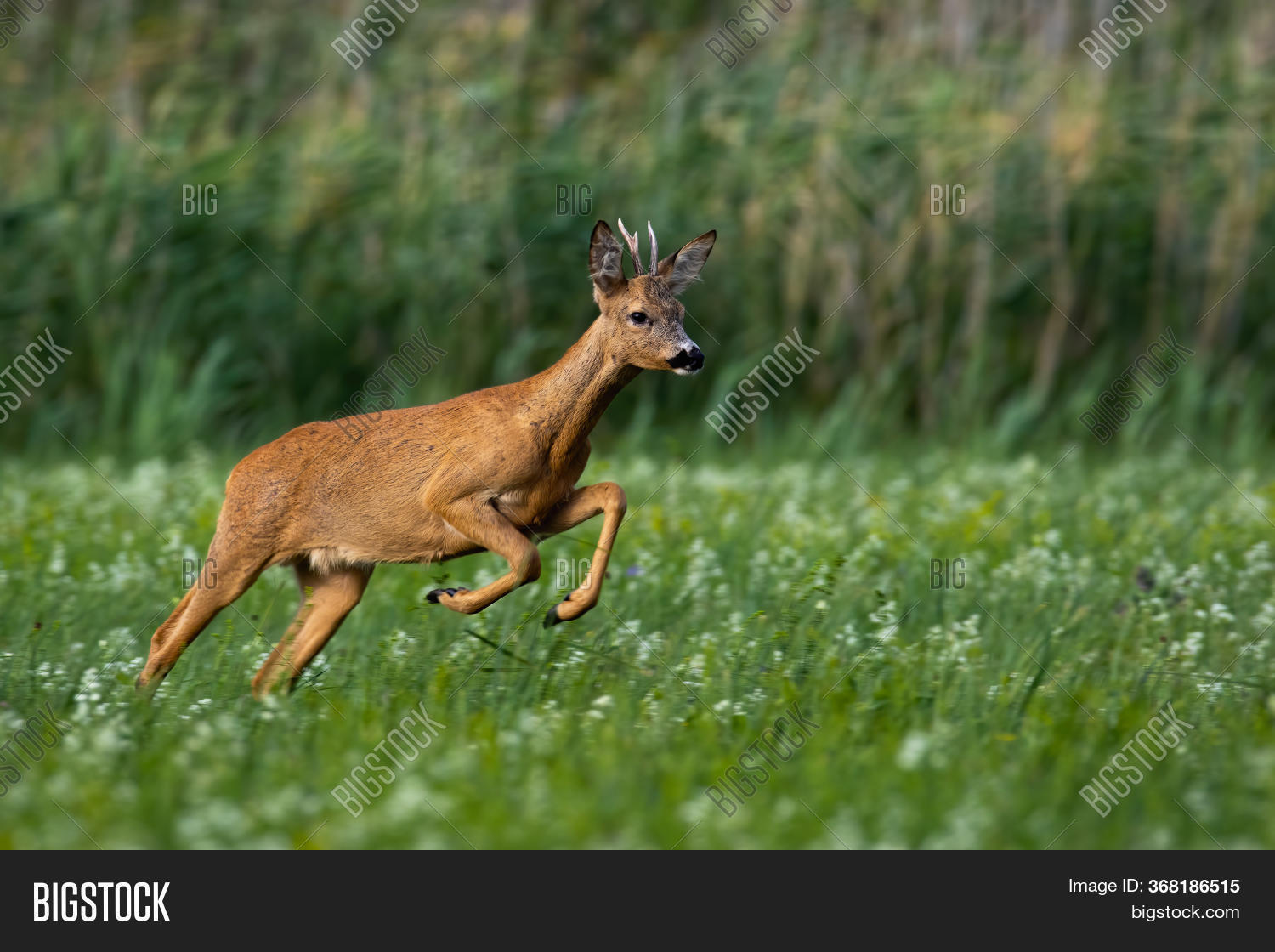 Roe Deer Buck Running Image & Photo (Free Trial) | Bigstock