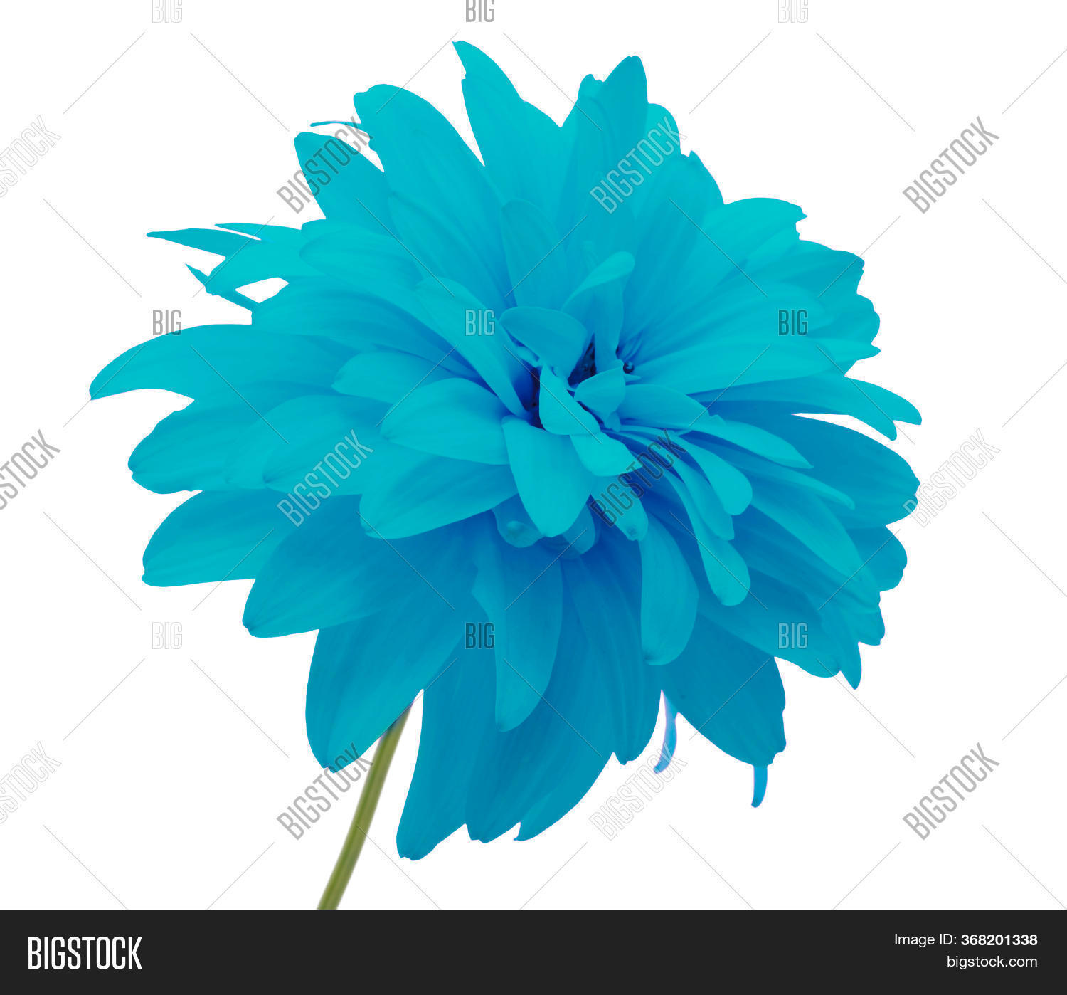 Blue Flower Isolated Image & Photo (Free Trial) | Bigstock