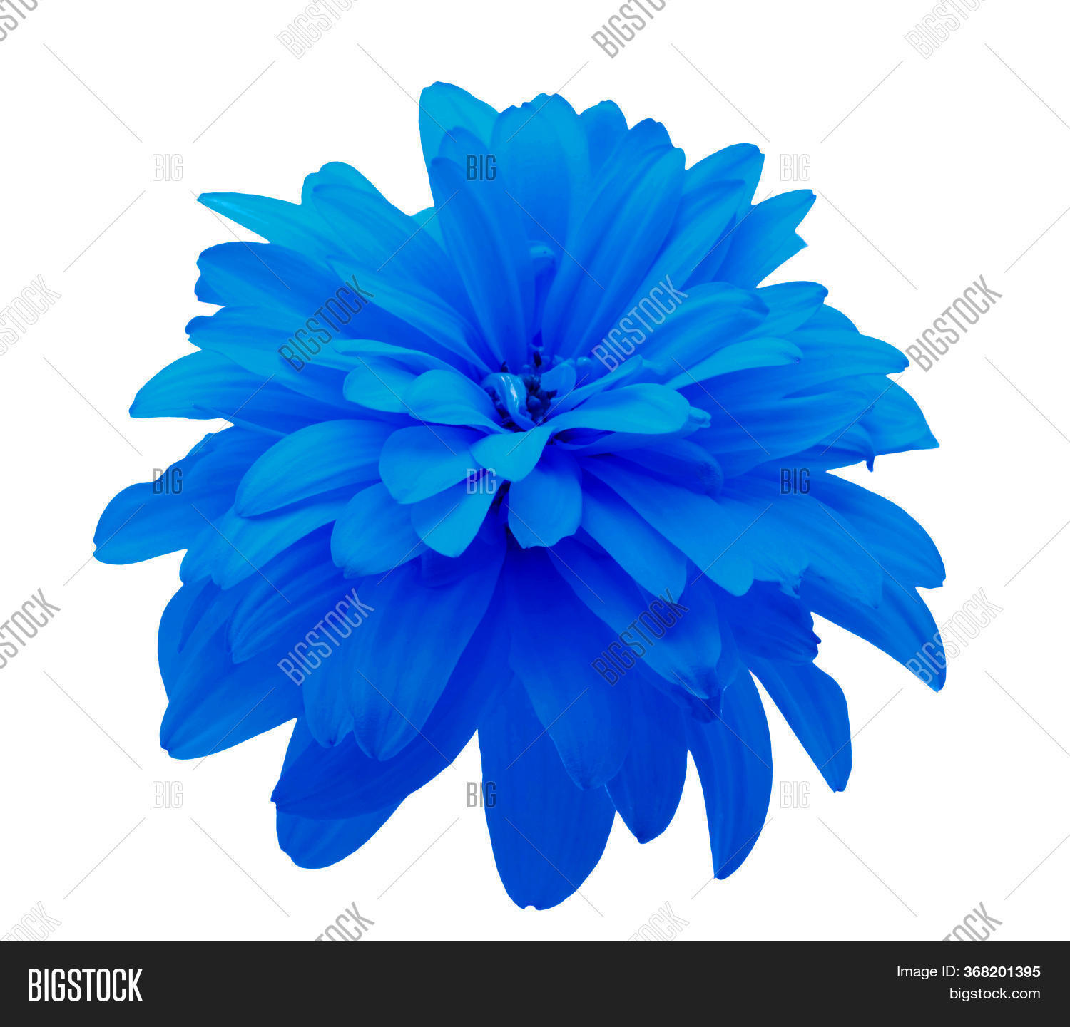 Blue Flower Isolated Image & Photo (Free Trial) | Bigstock