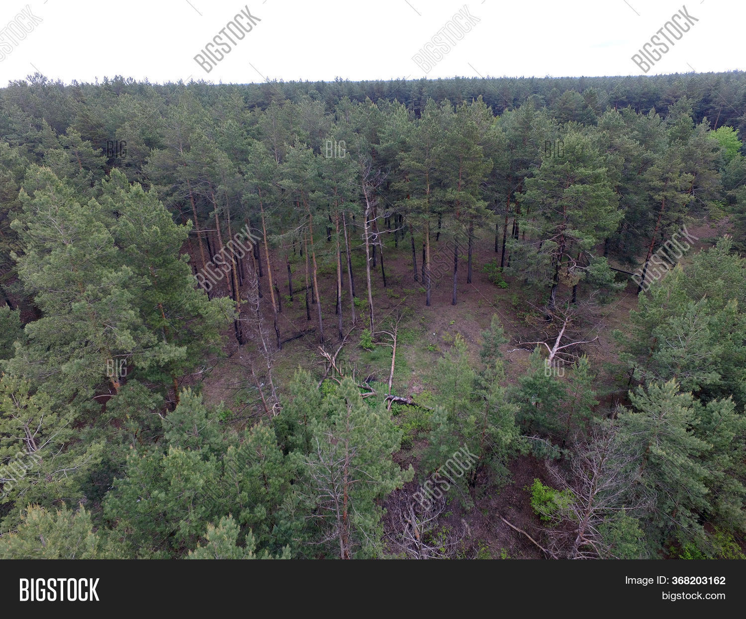 Pine Forest (drone Image & Photo (Free Trial) | Bigstock