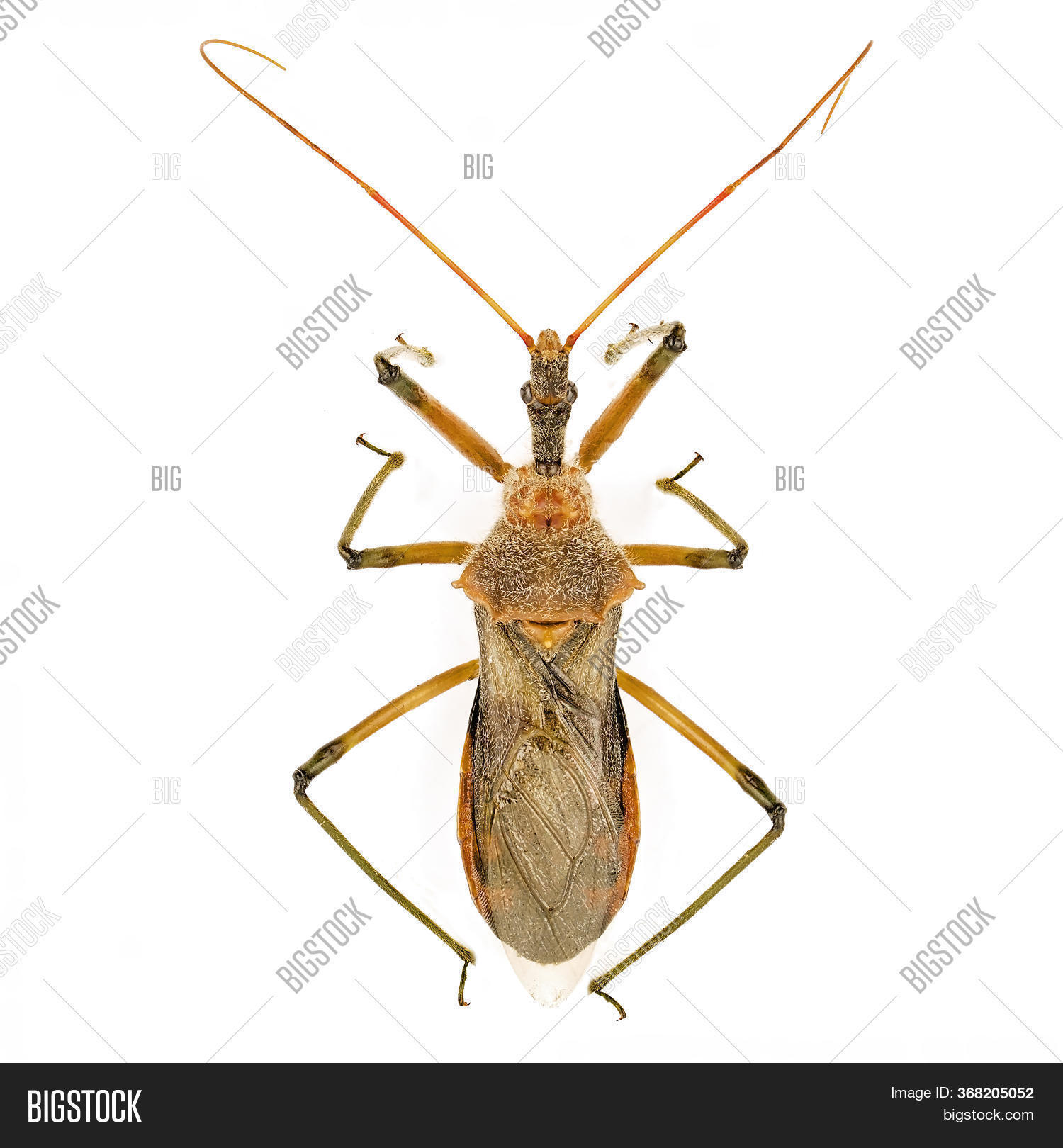 Macro Image Pod- Image & Photo (Free Trial) | Bigstock