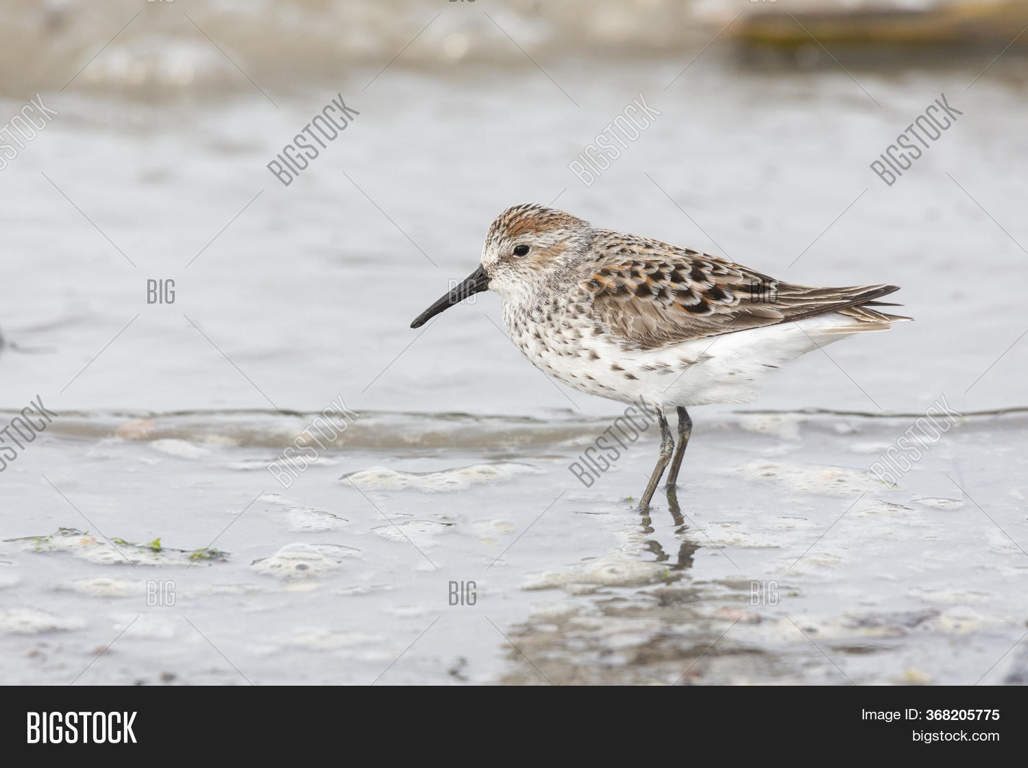 Shorebird Western Image & Photo (Free Trial) | Bigstock