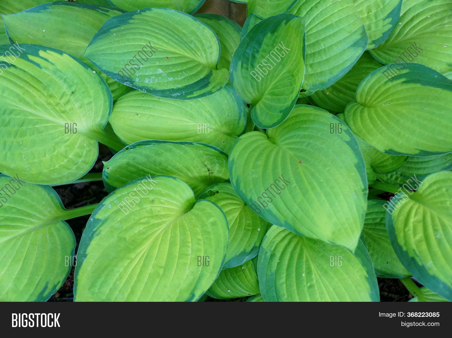 Beautiful Lime Green Image & Photo (Free Trial) | Bigstock
