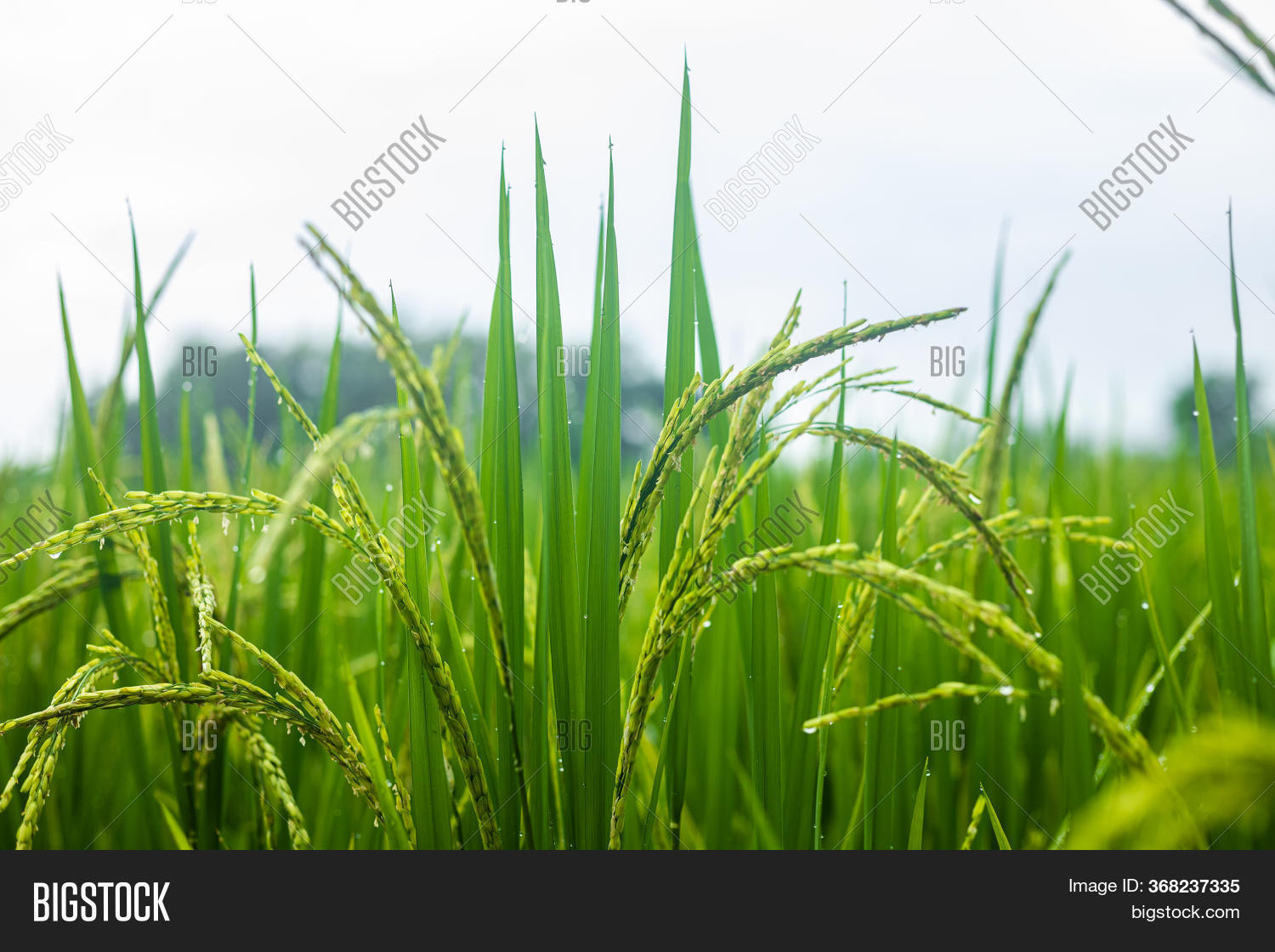Agriculture Green Rice Image & Photo (Free Trial) | Bigstock