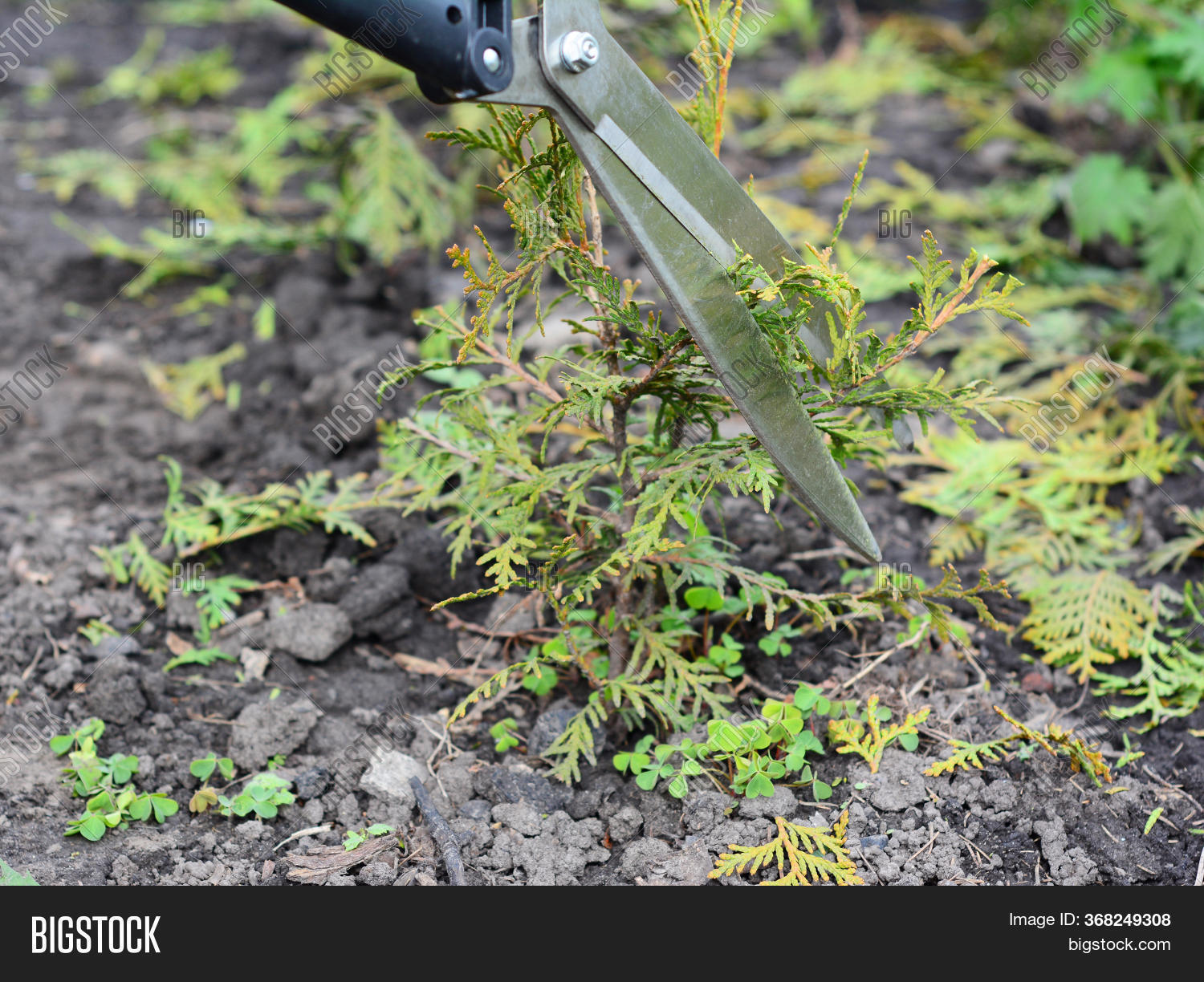 How Grow Care Thuja Image & Photo (Free Trial) | Bigstock