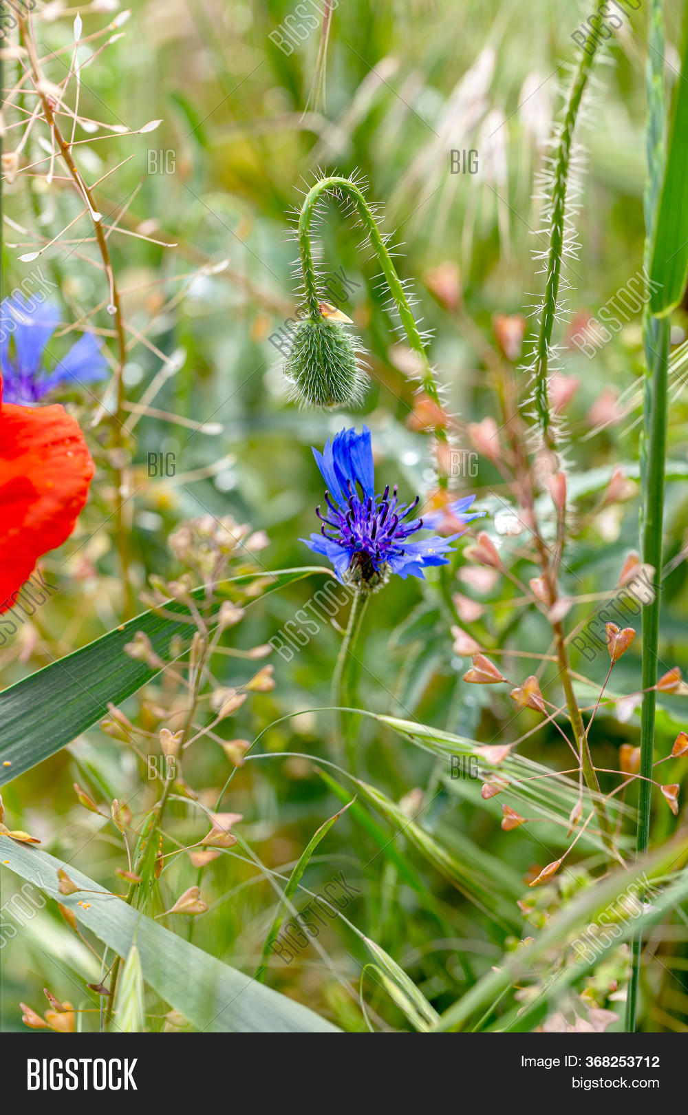 Blue Cornflowers Field Image & Photo (Free Trial) | Bigstock