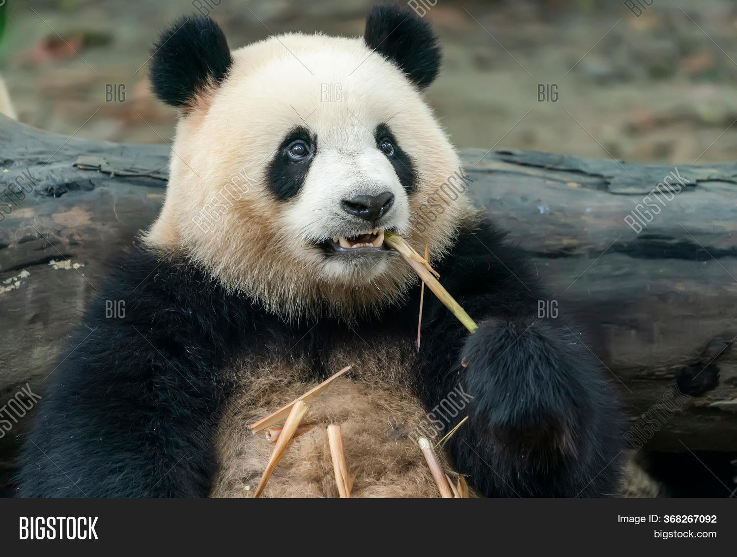Panda Eating Shoots Image & Photo (Free Trial) | Bigstock