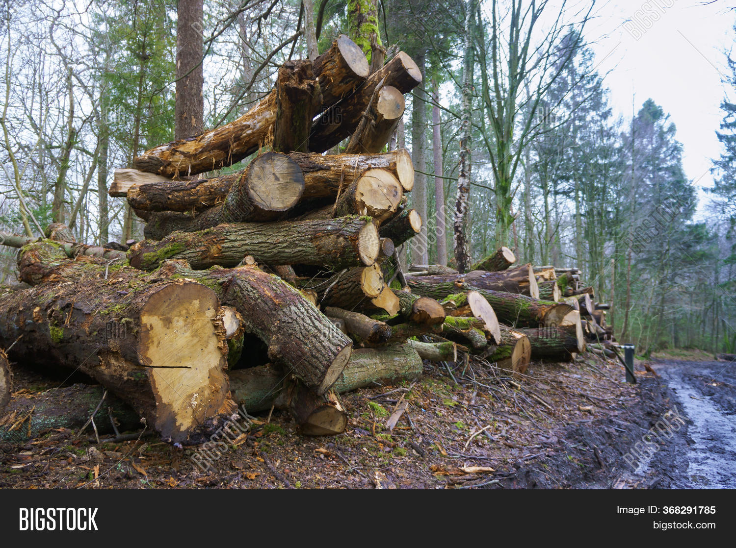 Felled Trees Stack, Image & Photo (Free Trial) | Bigstock