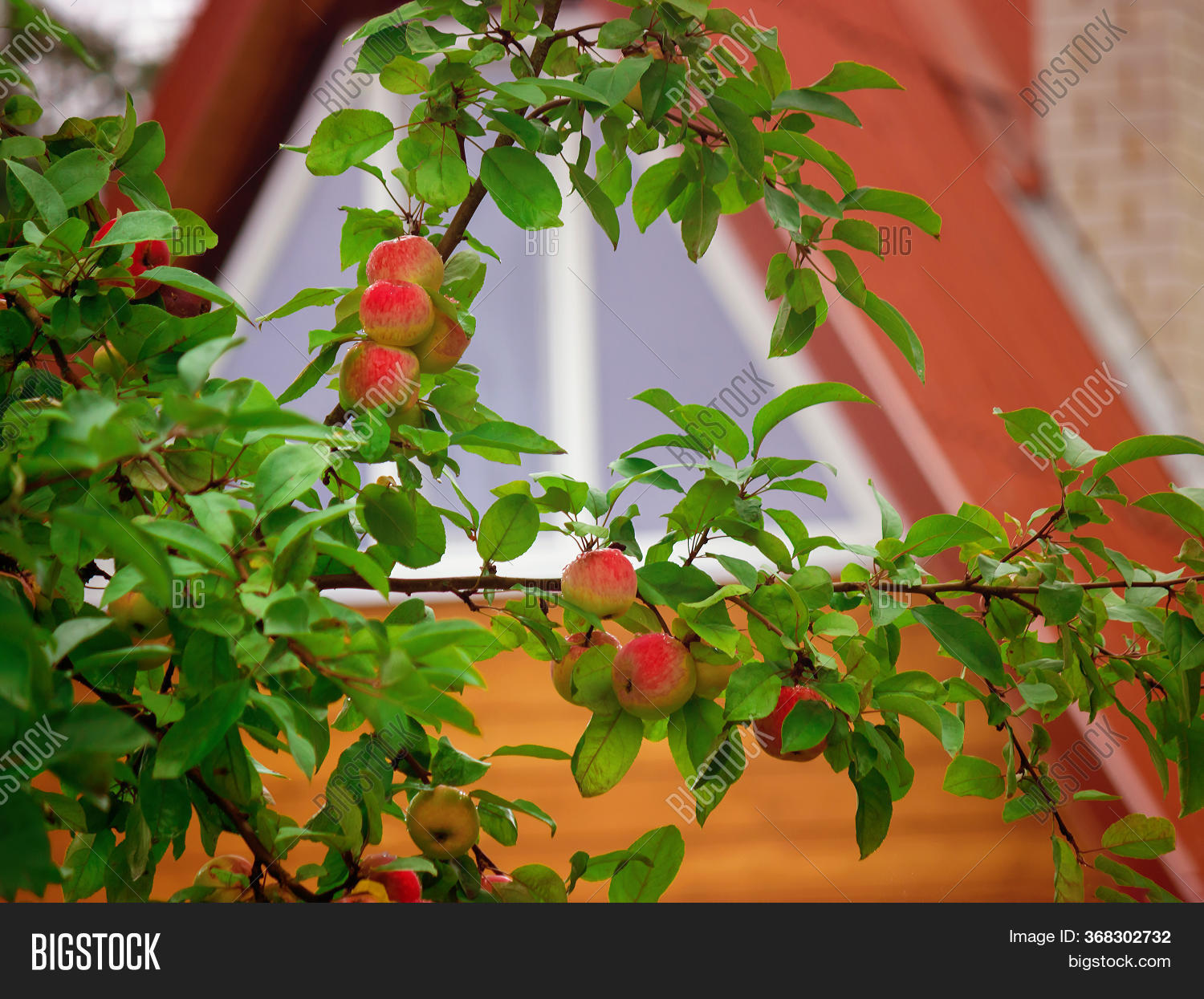 Branches Apple Tree Image & Photo (Free Trial) | Bigstock