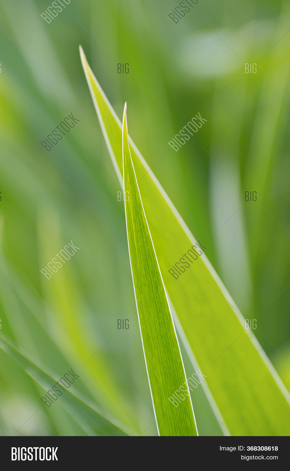 Closeup Nature View Image & Photo (Free Trial) | Bigstock