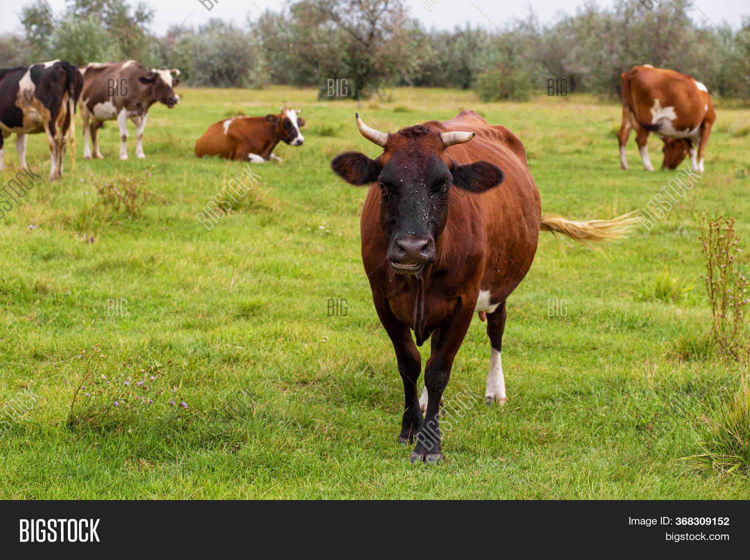Rural Cows Graze On Image & Photo (Free Trial) | Bigstock