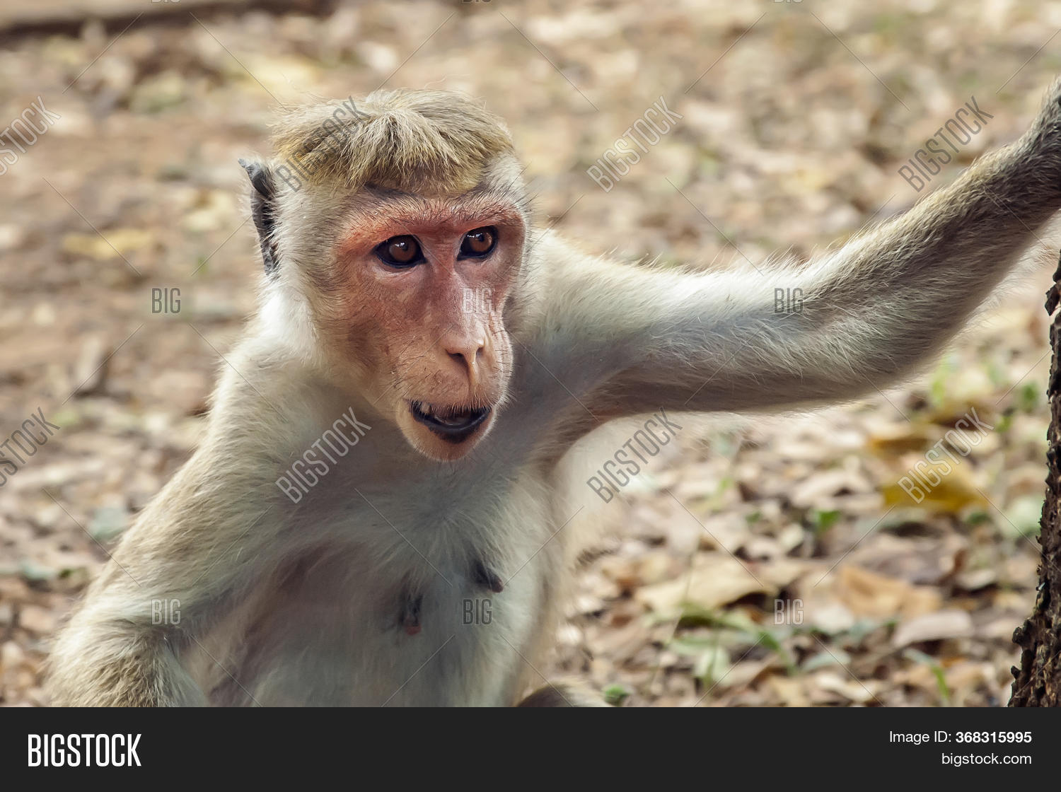 Toque Macaque Watches Image & Photo (Free Trial) | Bigstock