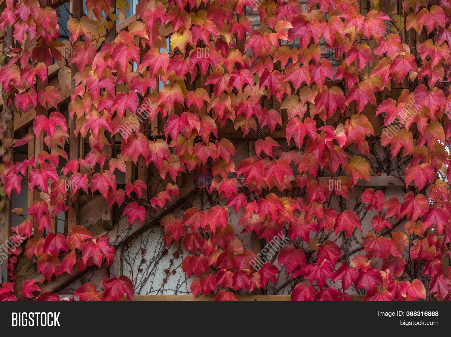 Dark Red Boston Ivy Image & Photo (Free Trial) | Bigstock