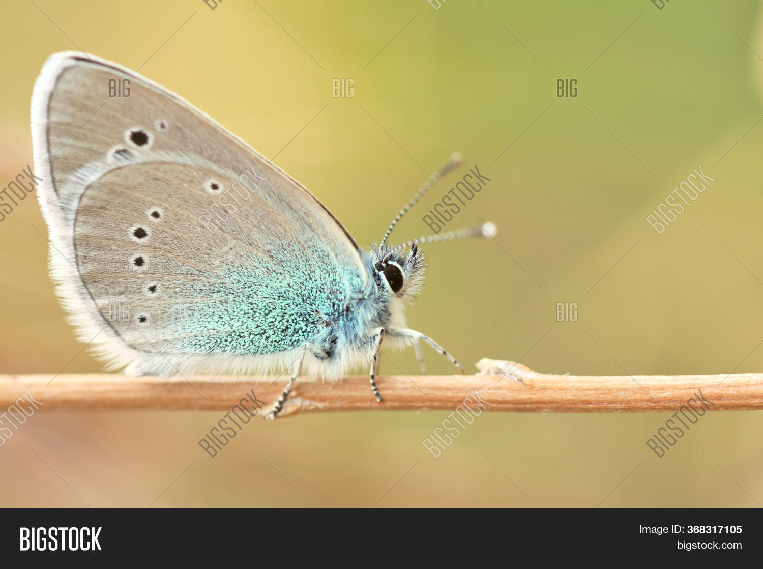 Glaucopsyche Alexis, Image & Photo (Free Trial) | Bigstock