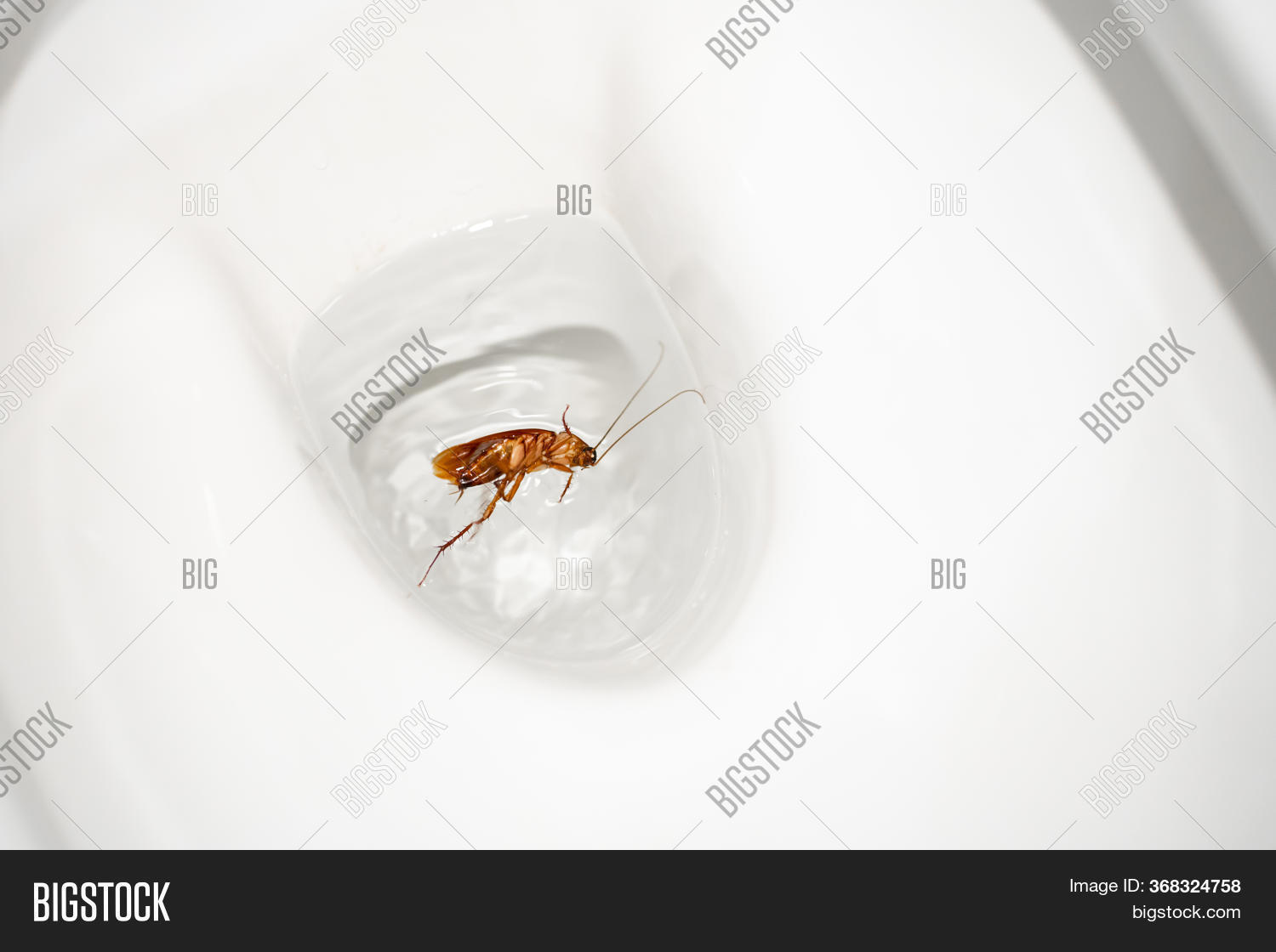 Huge Cockroach Toilet Image & Photo (Free Trial) | Bigstock