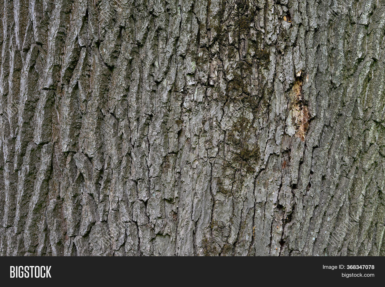 Bark Trunk Ash Tree Image & Photo (Free Trial) | Bigstock