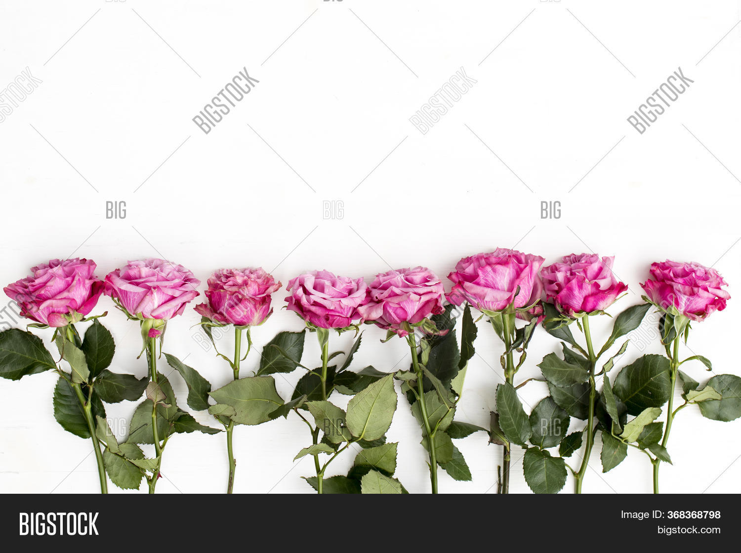 Row Pink Roses Image & Photo (Free Trial) | Bigstock