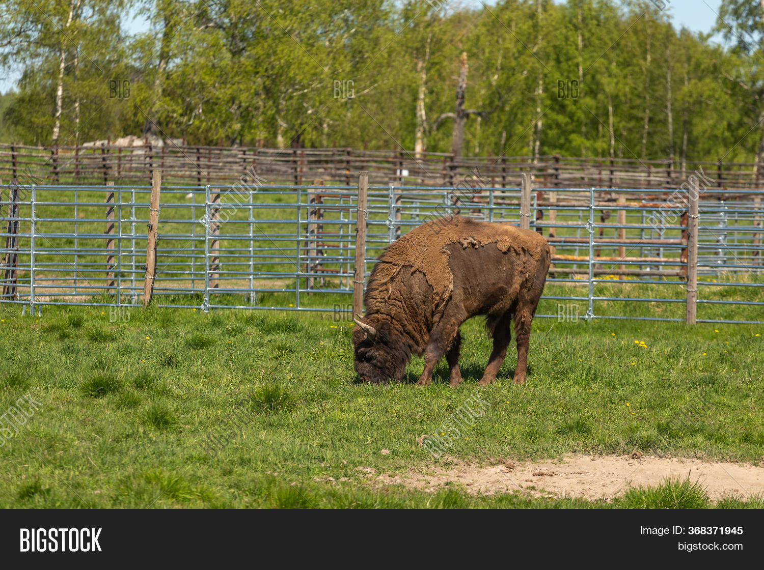 Buffalo During Molting Image & Photo (Free Trial) | Bigstock