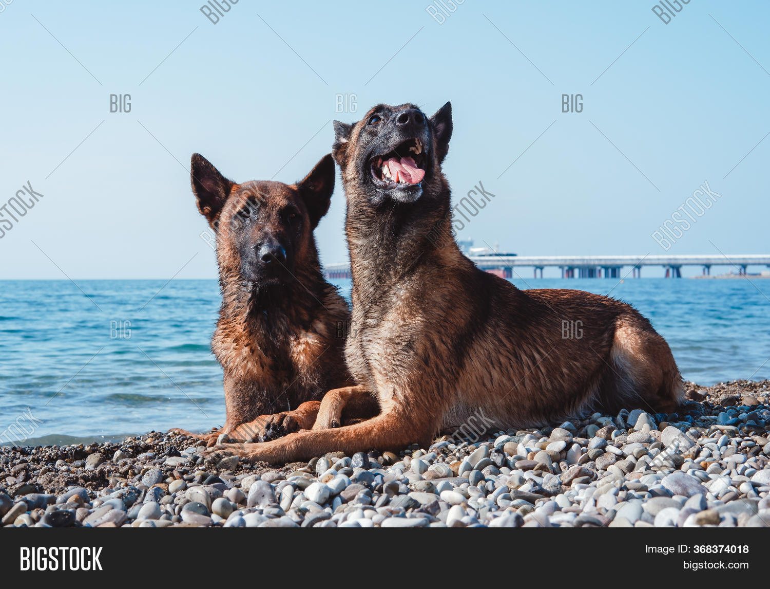 Red Belgian Malinois