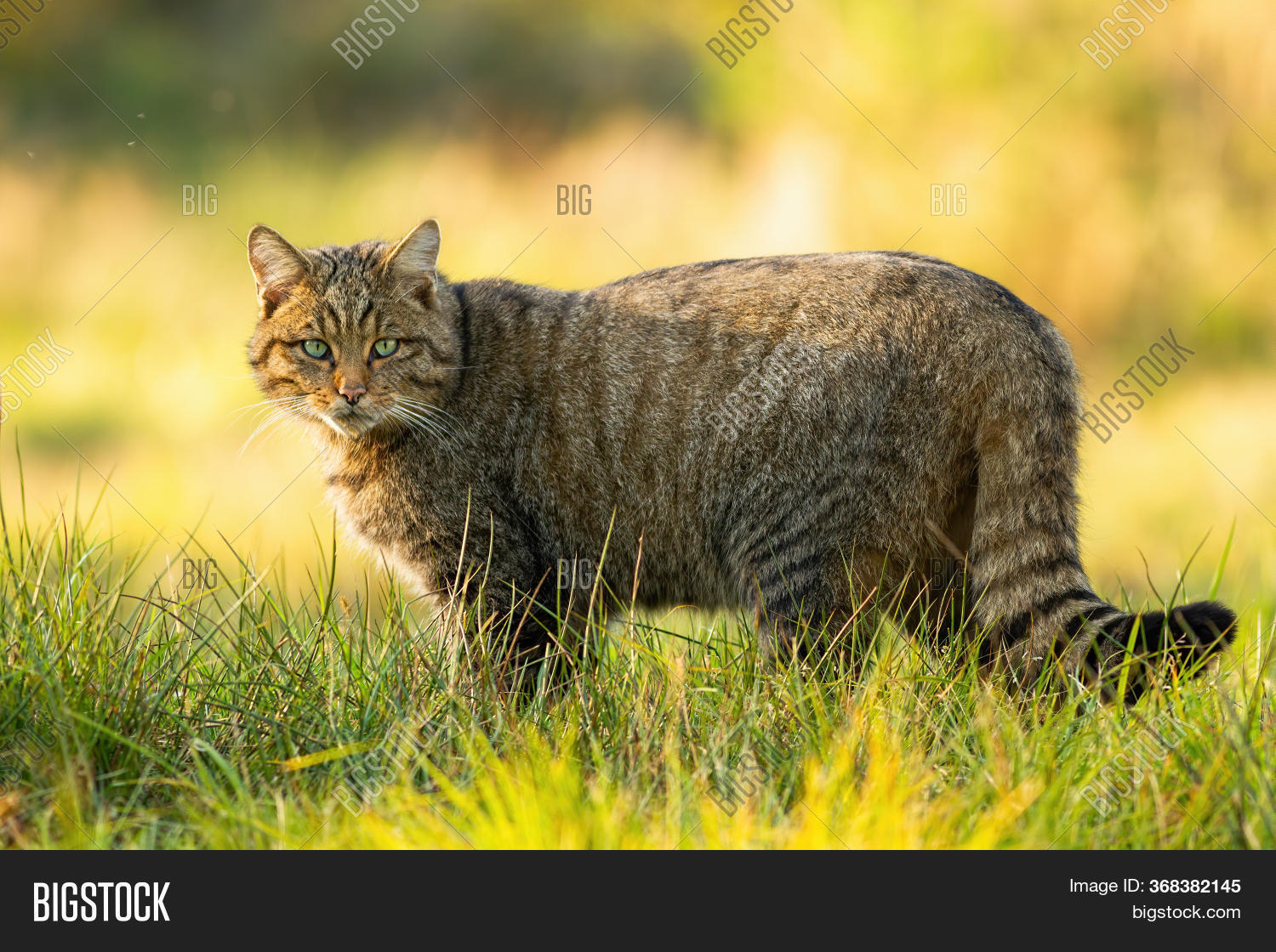 European Wildcat Image & Photo (Free Trial) | Bigstock