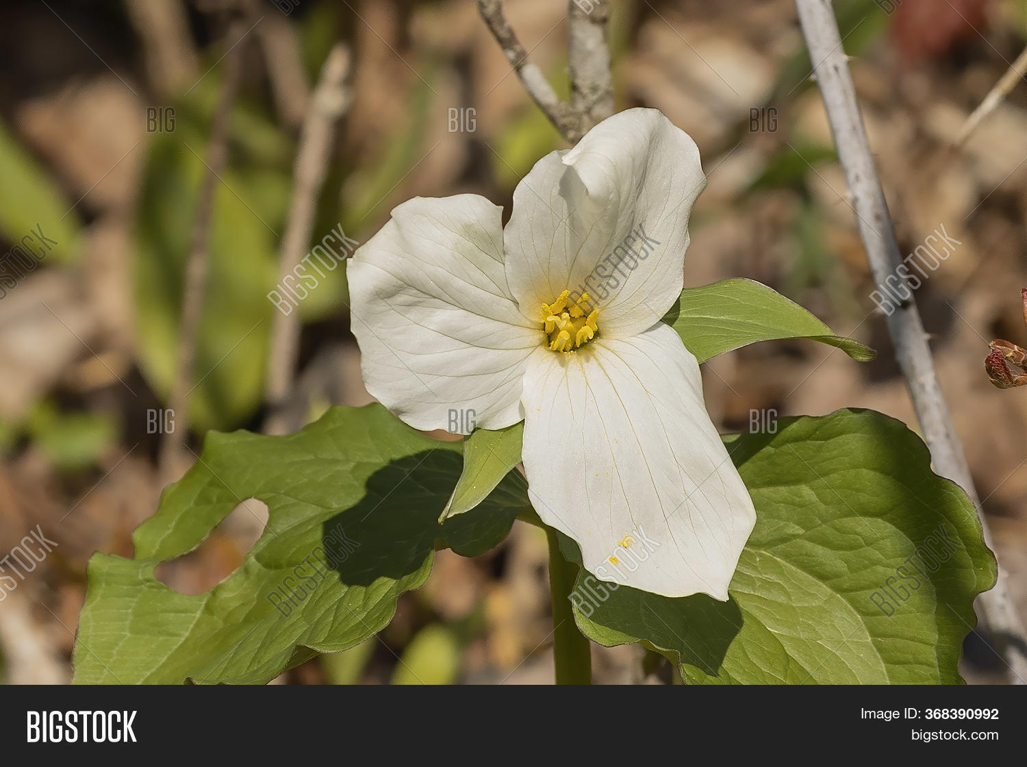 Trillium. Flowering Image & Photo (Free Trial) | Bigstock