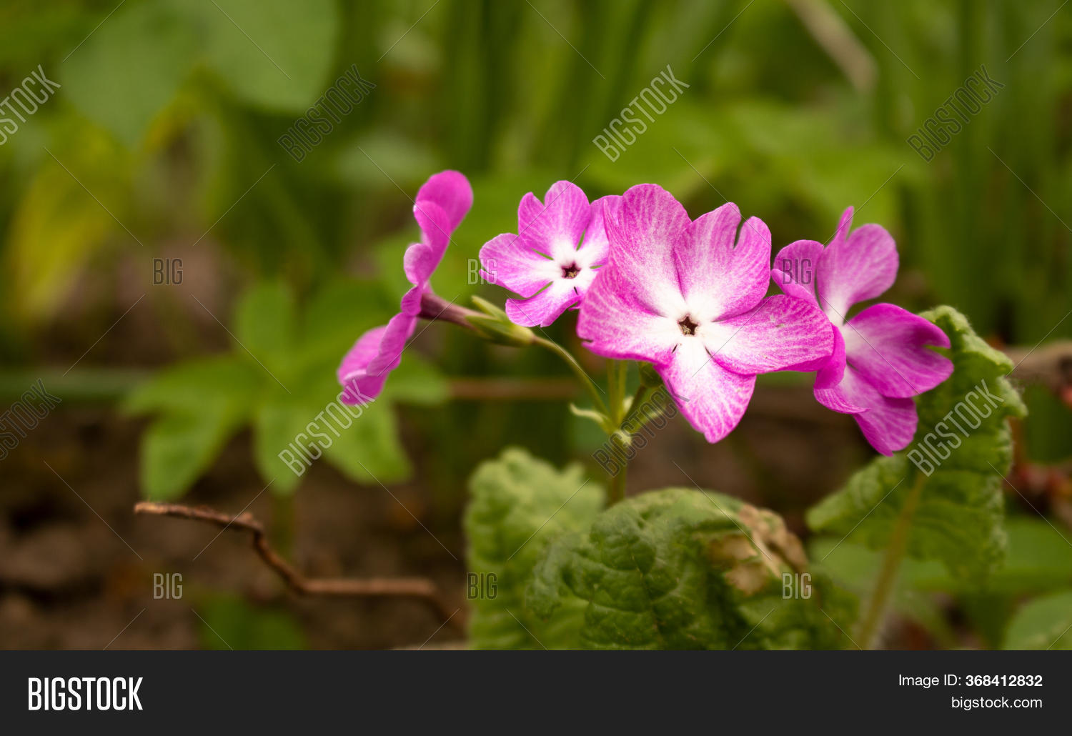 Pink Primrose Flower, Image & Photo (Free Trial) | Bigstock