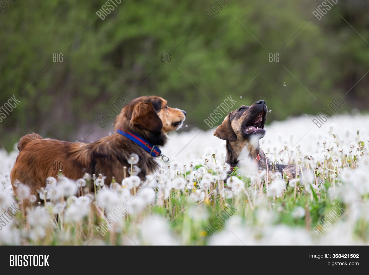 Two Cute, Happy Dogs Image & Photo (Free Trial) | Bigstock