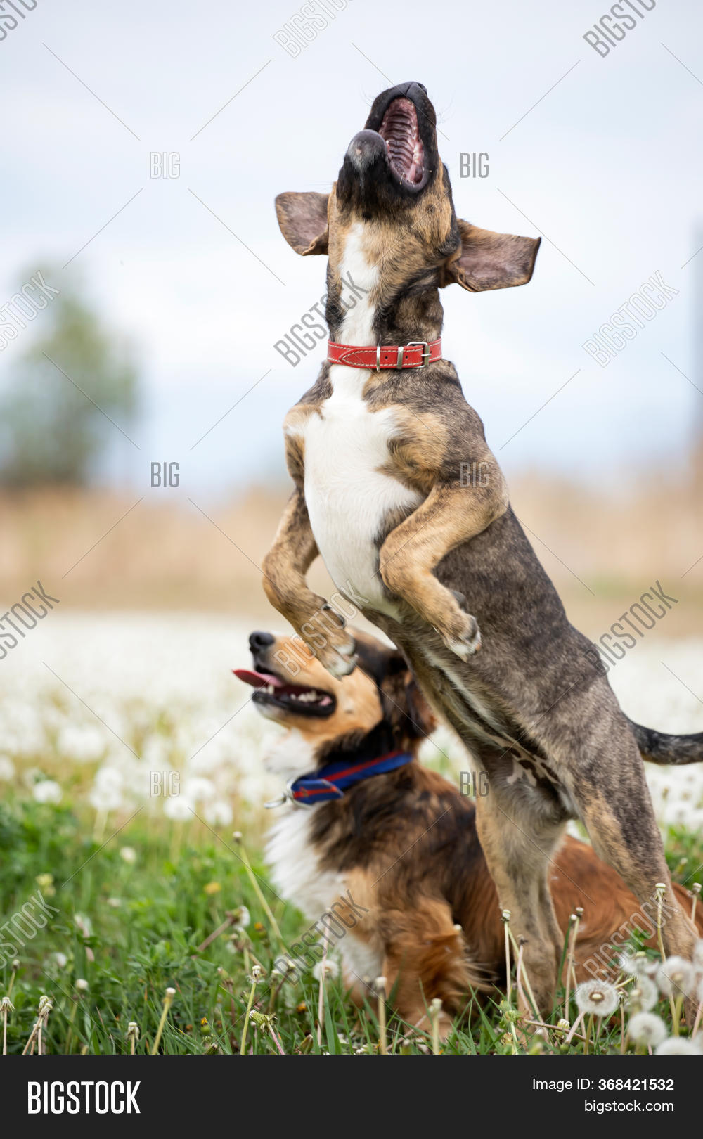 Two Cute, Happy Dogs Image & Photo (Free Trial) | Bigstock