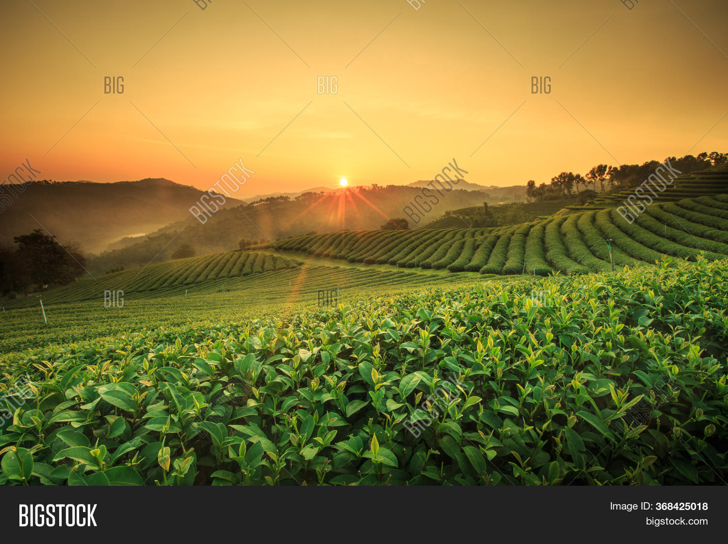 Sunrise View Tea Image & Photo (Free Trial) | Bigstock