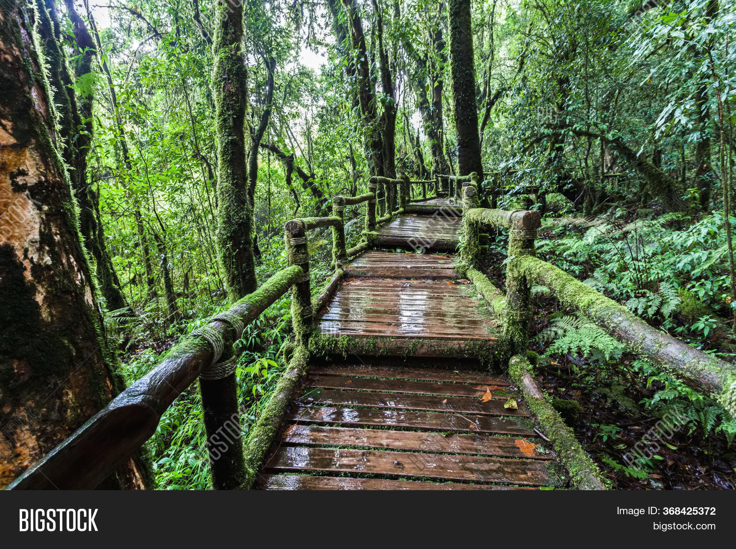 Beautiful Rain Forest Image & Photo (Free Trial) | Bigstock
