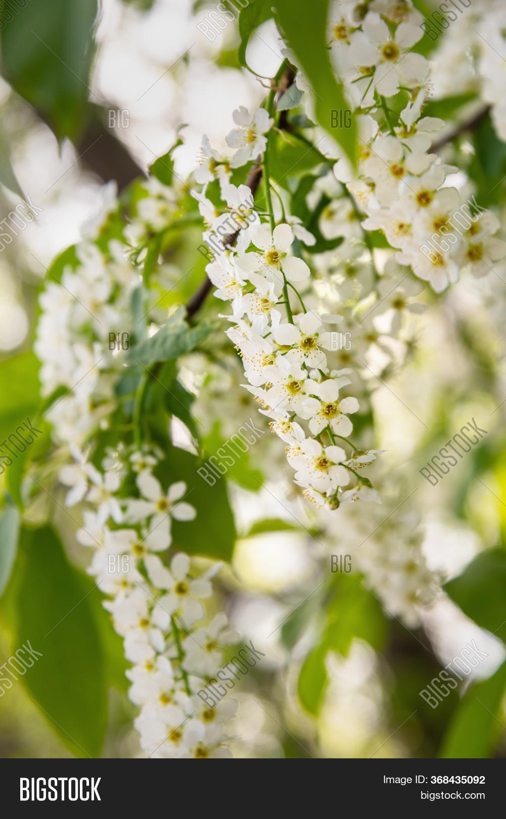 Blossoming Bird Cherry Image & Photo (Free Trial) | Bigstock