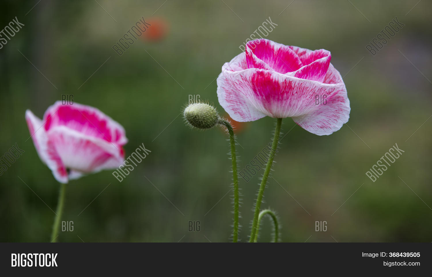 Purple, Pink, Image & Photo (Free Trial) | Bigstock