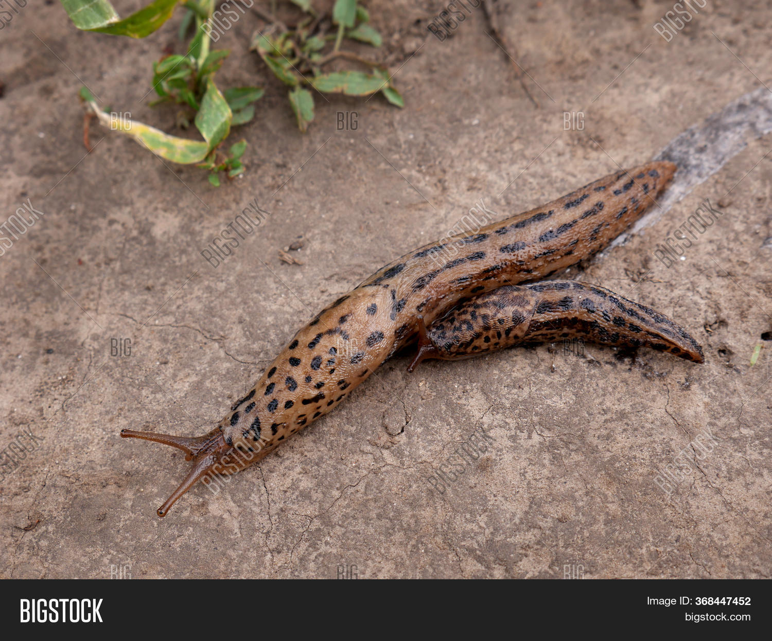 Closeup Slugs Limax Image & Photo (Free Trial) | Bigstock
