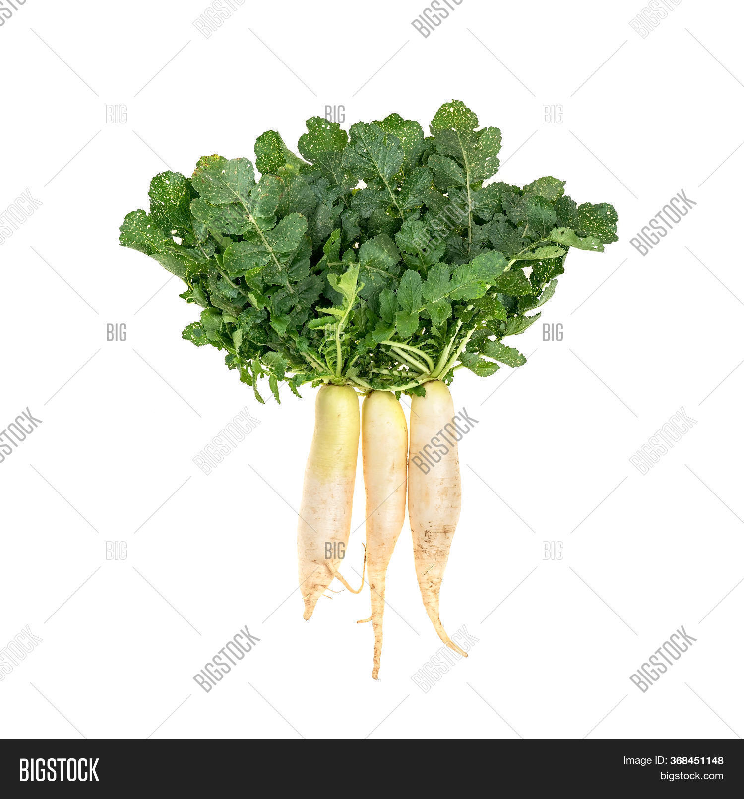 Fresh White Radish Image & Photo (Free Trial) | Bigstock