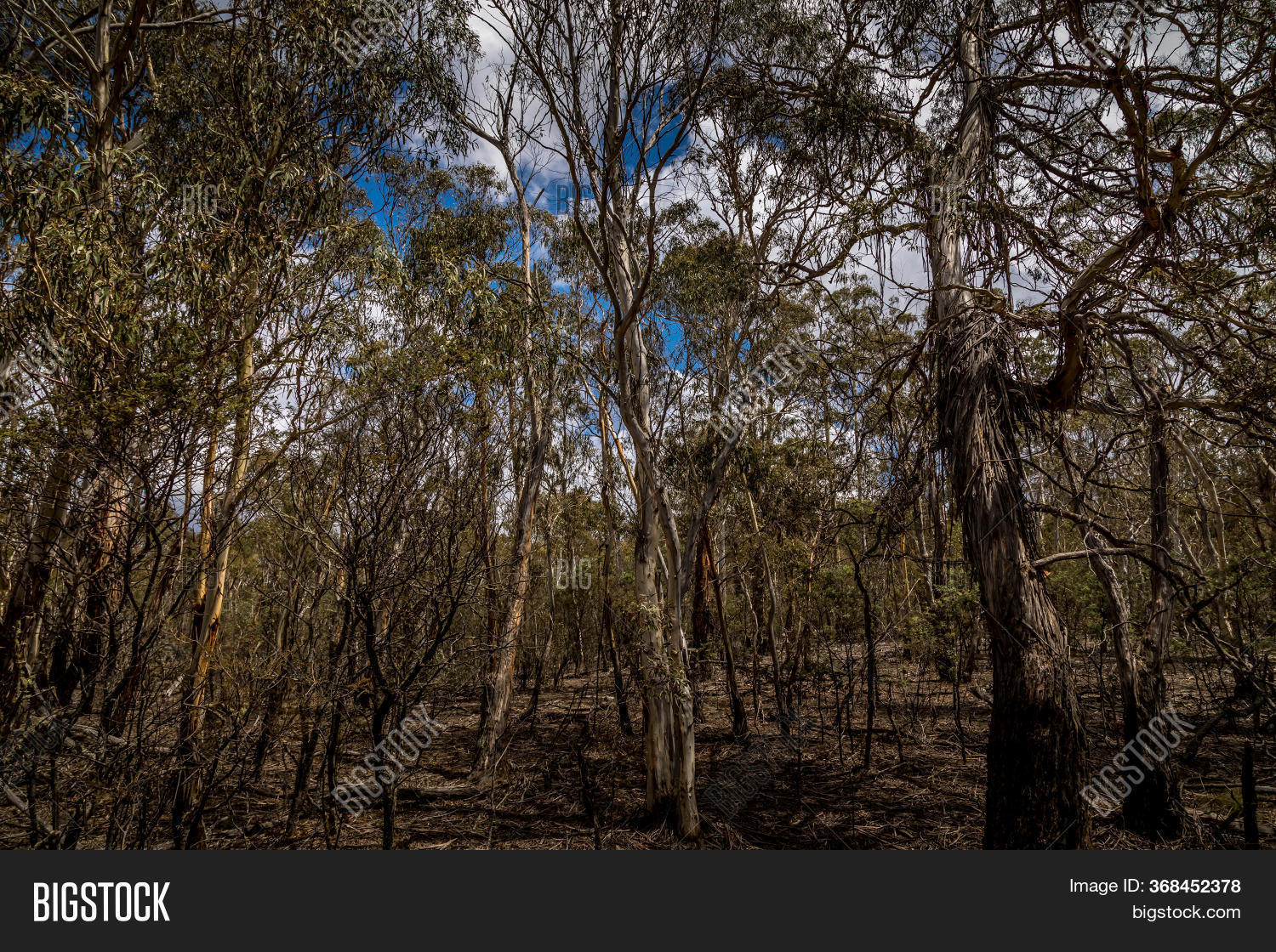 Forest Beautiful Old Image & Photo (Free Trial) | Bigstock