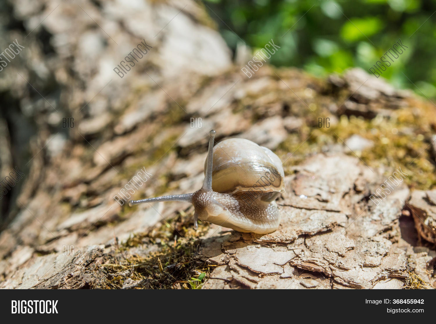 Little Snail On Tree Image & Photo (Free Trial) | Bigstock