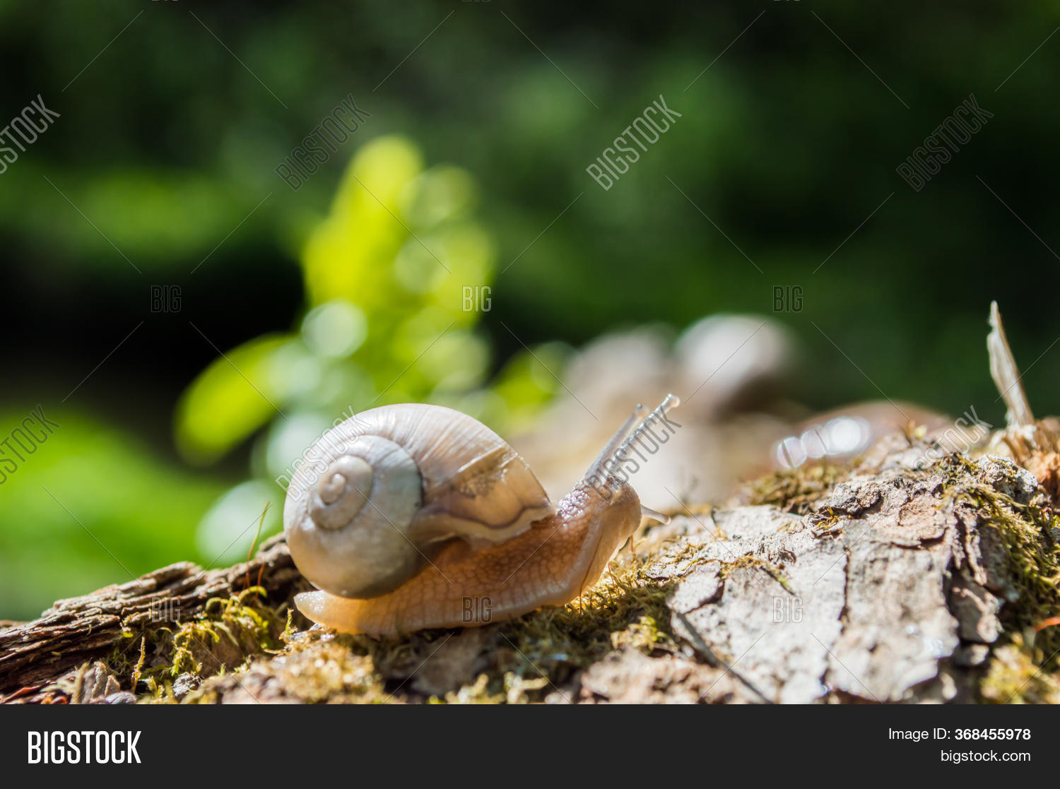Little Snail On Tree Image & Photo (Free Trial) | Bigstock
