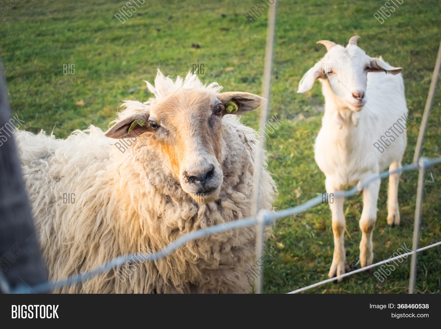 Goat Sheep Looking Image & Photo (Free Trial) | Bigstock