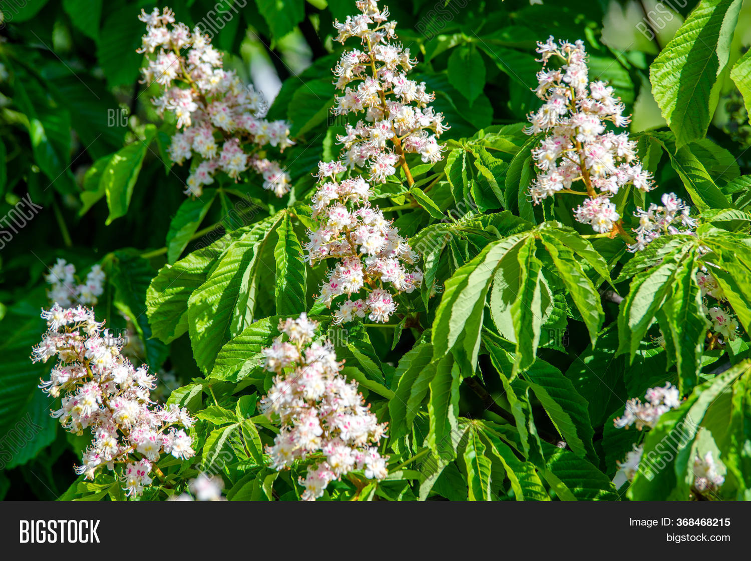 Blooming Chestnut Tree Image & Photo (Free Trial) | Bigstock