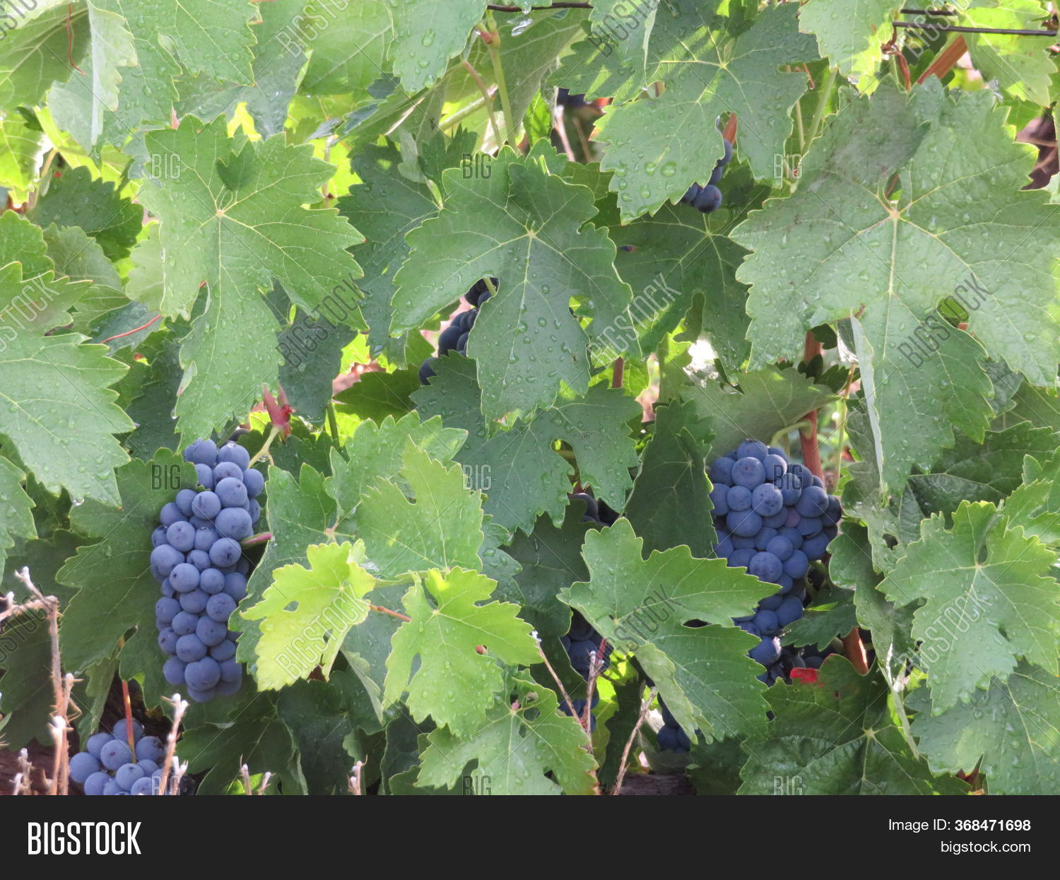 Beautiful Photo Grape Image & Photo (Free Trial) | Bigstock