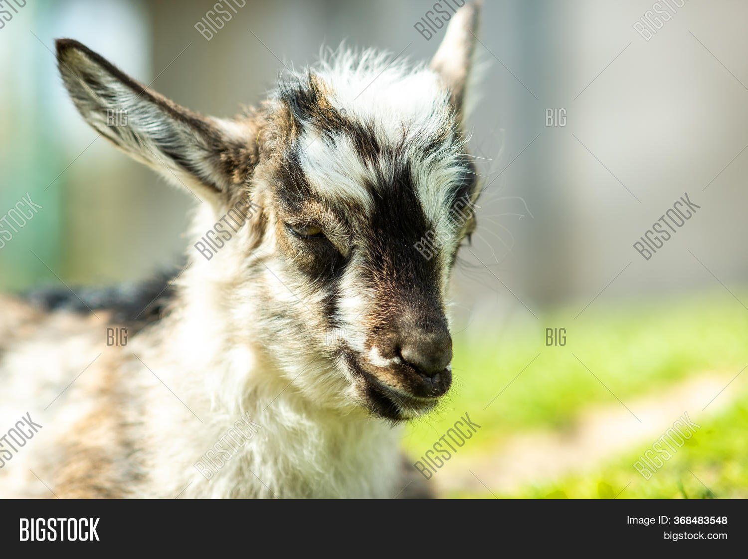 Young Kid Goat On Farm Image & Photo (Free Trial) | Bigstock