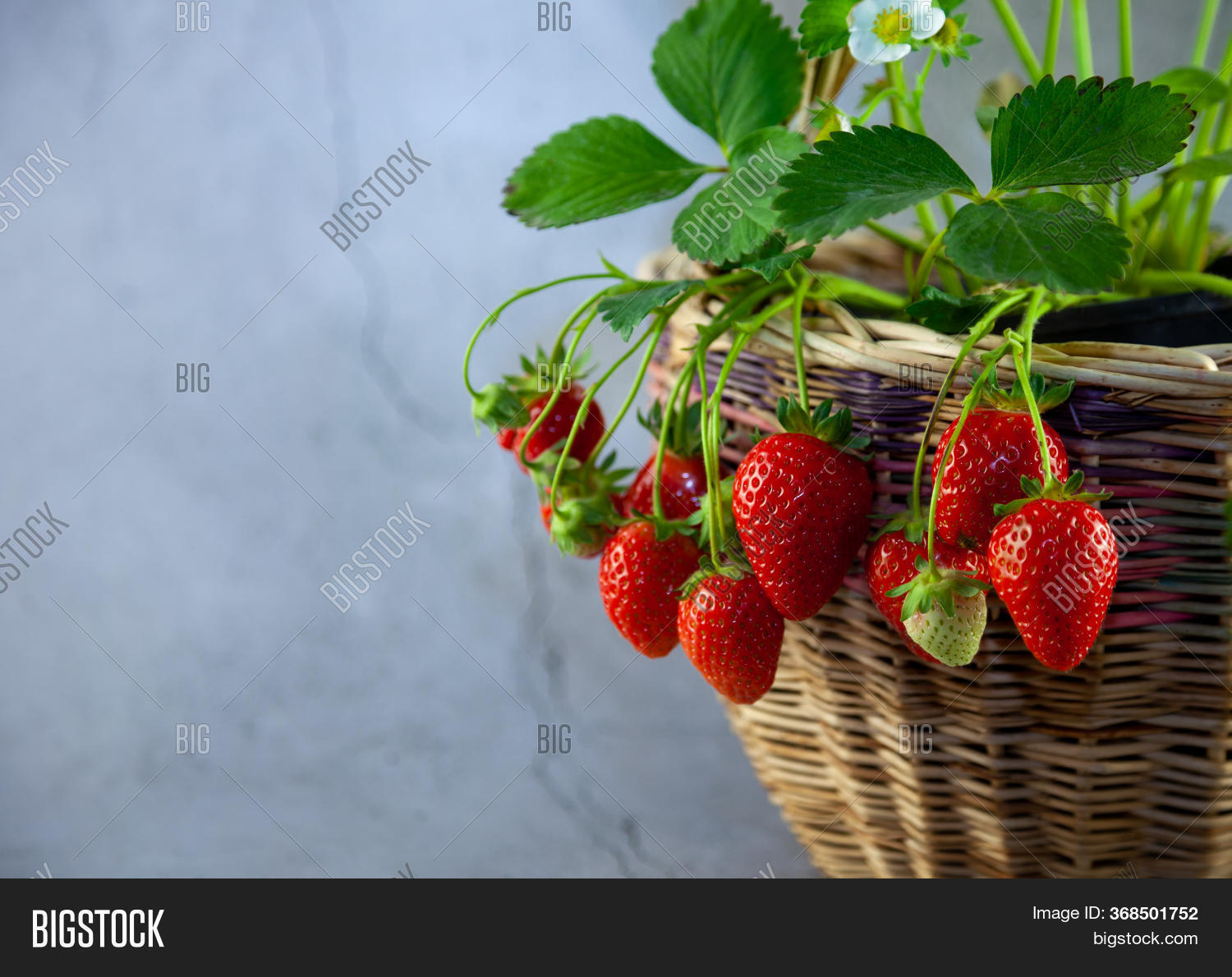 Strawberry Bush Basket Image & Photo (Free Trial) | Bigstock